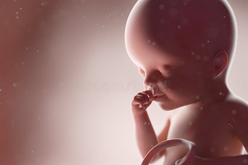 Fetal Development Week 25 Stock Illustrations – 25 Fetal Development ...