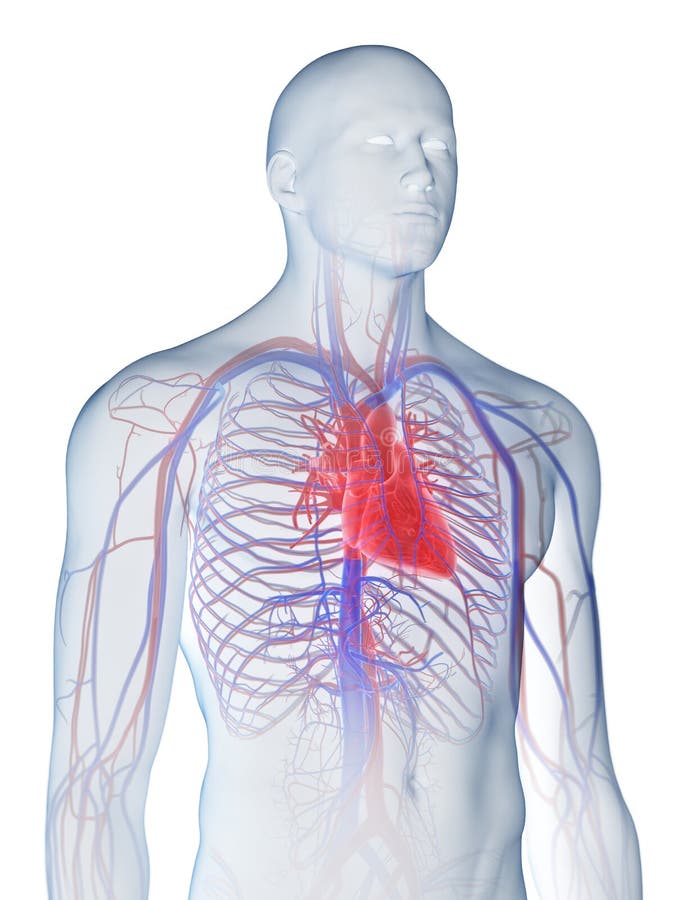 The human heart stock illustration. Illustration of medically - 137359178