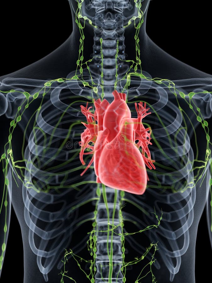 The lymphatic system stock illustration. Illustration of duct - 137359176