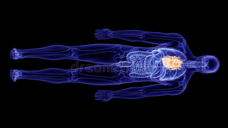 Human Heart Anatomy Animation, Human Body Parts Animation, Biology ...