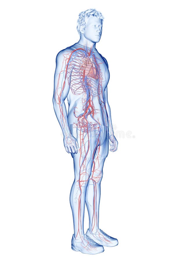 The Human Heart and Vascular System Stock Illustration - Illustration ...