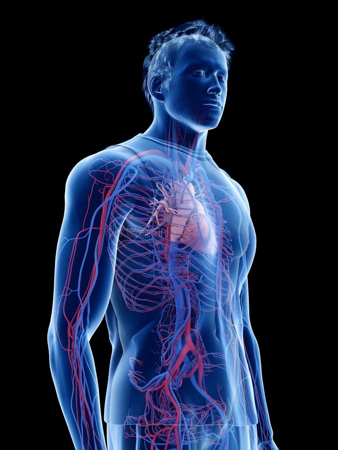 Human vascular system stock illustration. Illustration of spine - 15435021