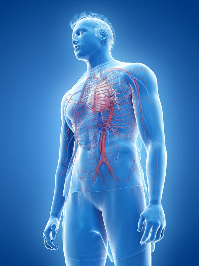 The Human Heart and Vascular System Stock Illustration - Illustration ...