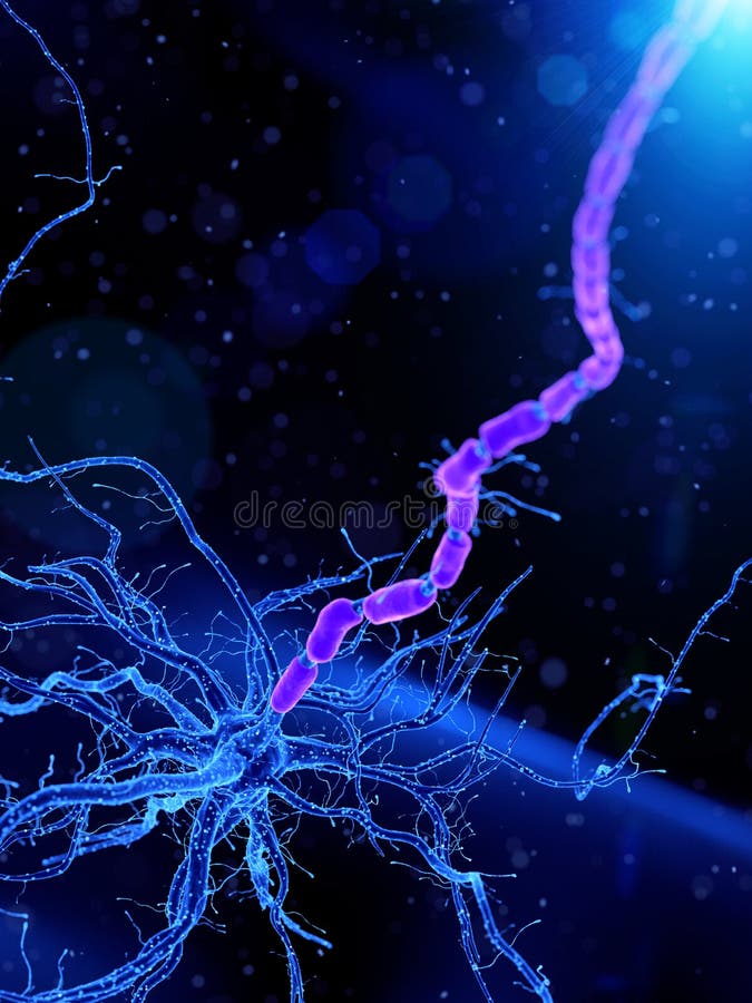 An human nerve cell stock illustration. Illustration of nucleus - 127854676