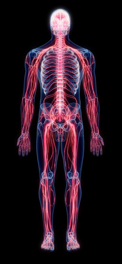 The human nerves stock illustration. Illustration of human - 101294016