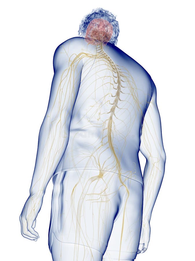 Human Nervous System Diagram. Stock Illustration - Illustration of ...