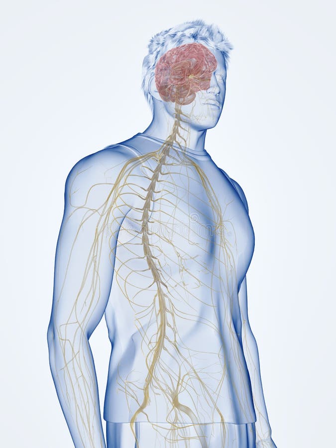 The human nervous system stock illustration. Illustration of medically ...