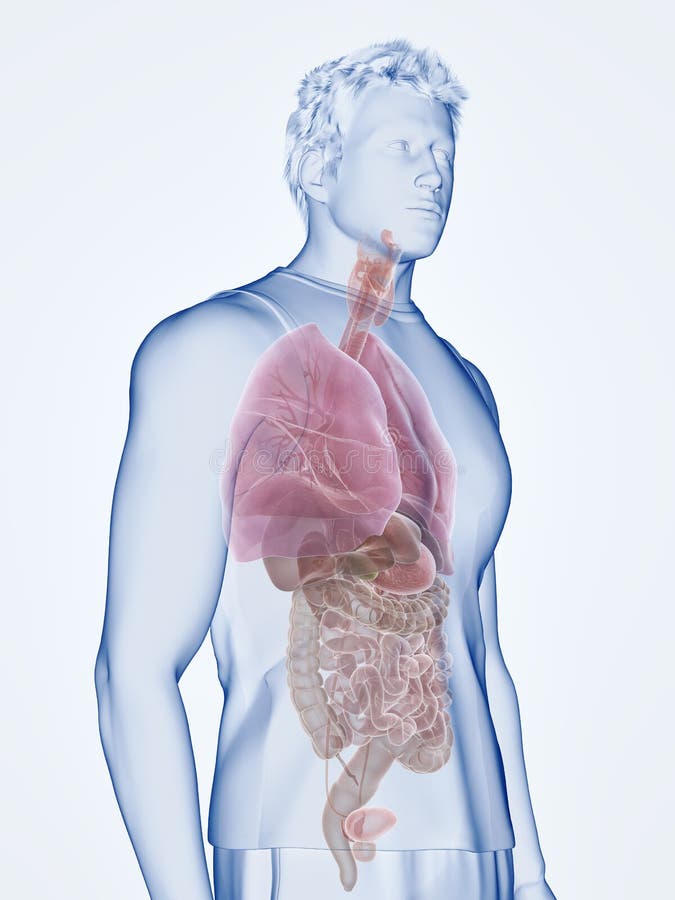 The human organs stock illustration. Illustration of rendered - 137361139