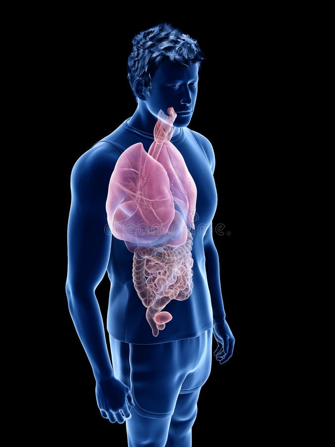 The human organs stock illustration. Illustration of inside - 137361344