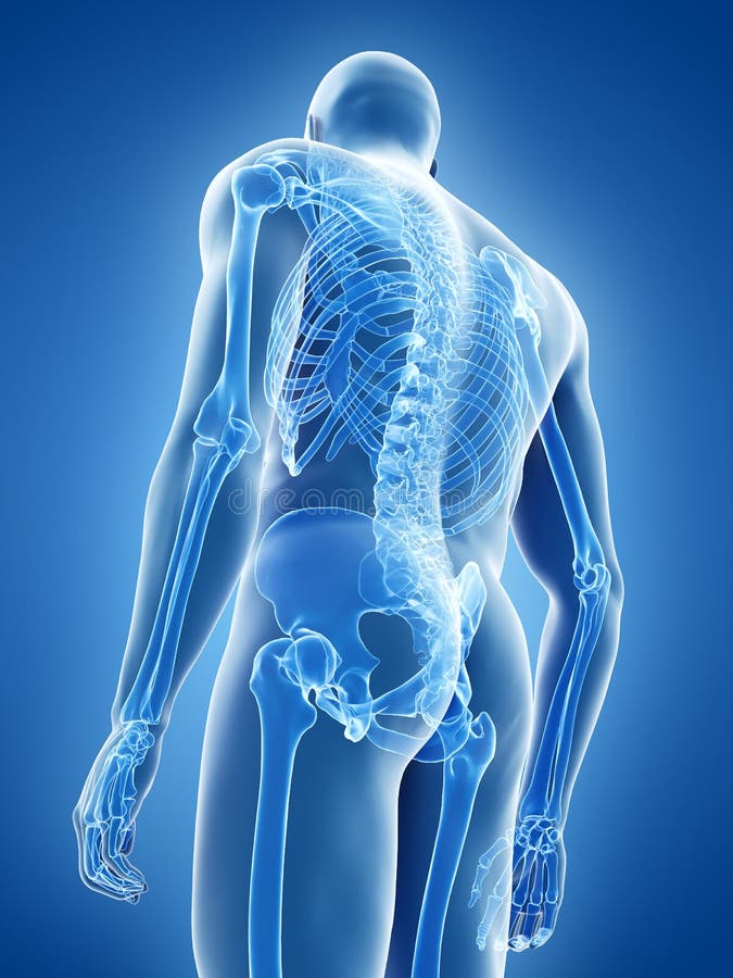 The human skeletal system stock illustration. Illustration of blue ...