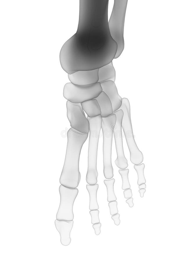 25+ Skeleton foot Free Stock Photos - StockFreeImages