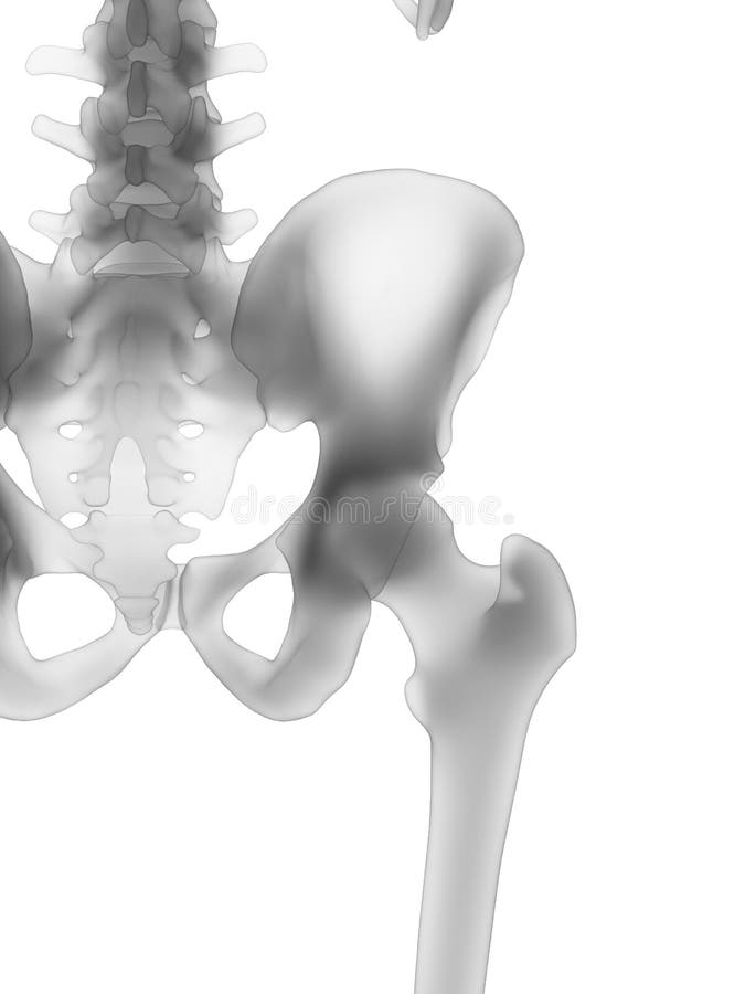 The Human Skeleton - the Hip Stock Illustration - Illustration of ilium ...