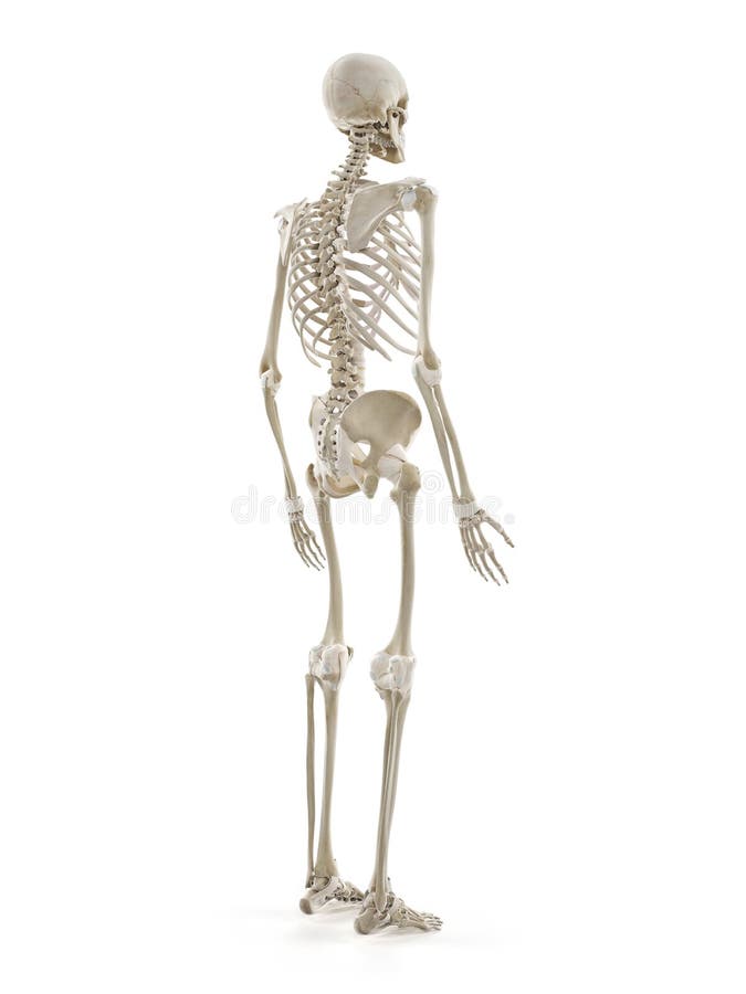 Human skeleton stock illustration. Illustration of anatomical - 7750280