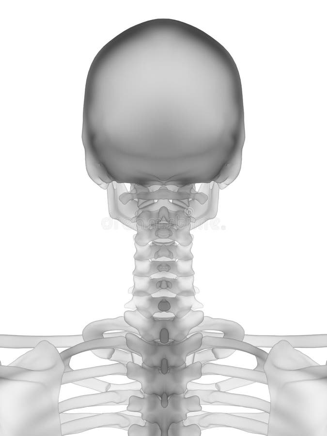 The Human Skeleton - The Hip Stock Illustration - Illustration of joint ...