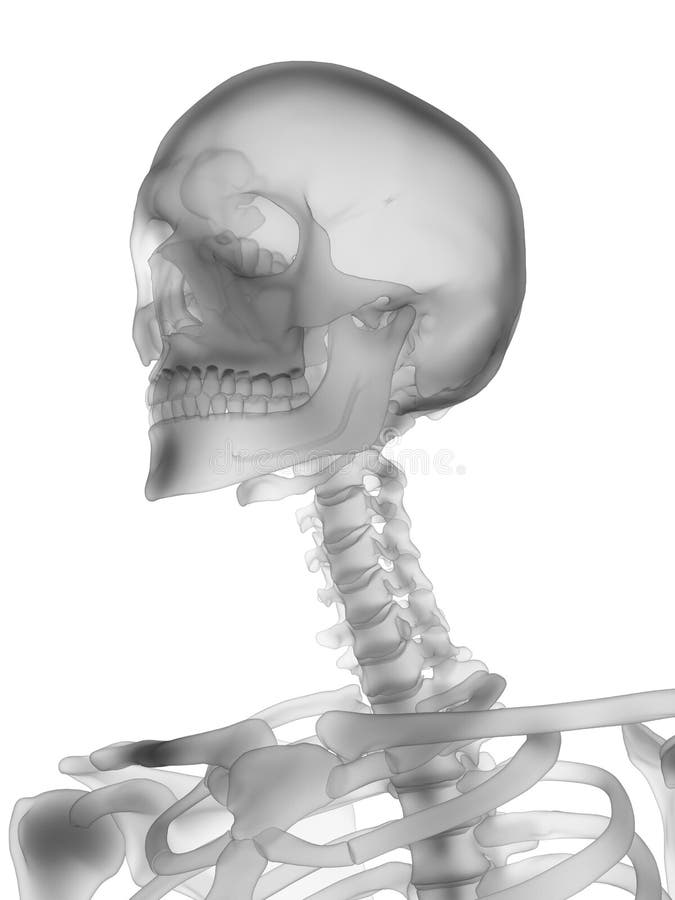 The Human Skeleton - the Skull Stock Illustration - Illustration of ...