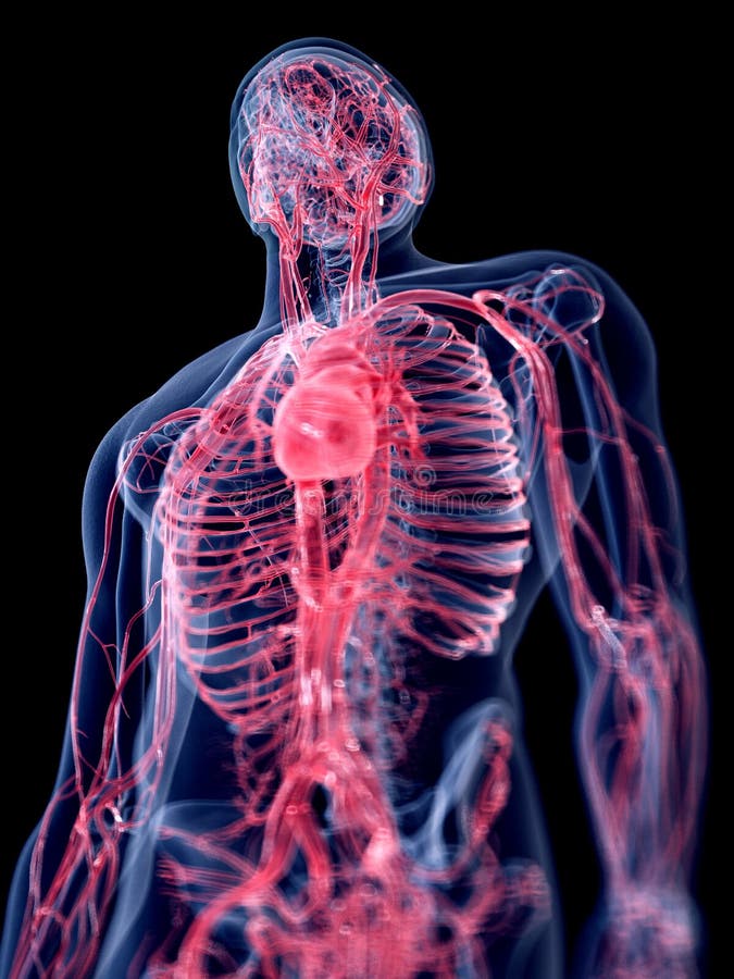 Human vascular system stock illustration. Illustration of spine - 15435021