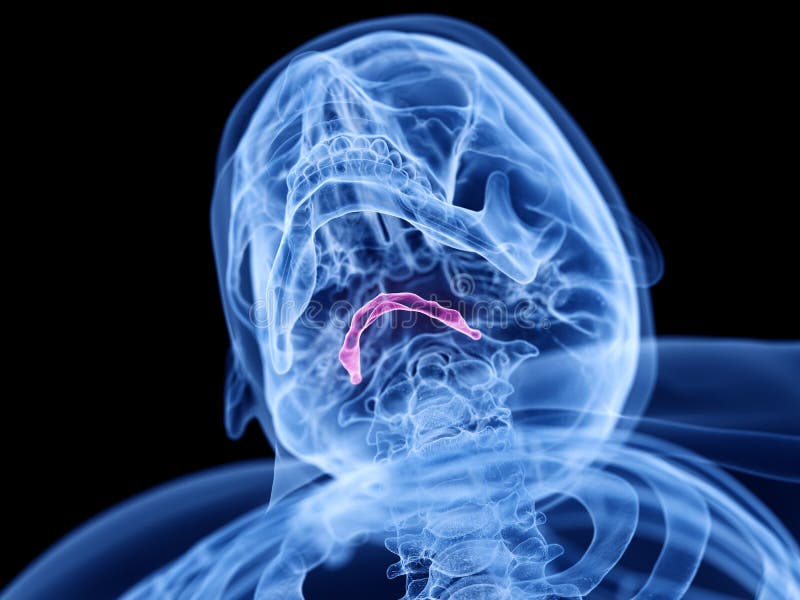 The hyoid bone stock illustration. Illustration of pain - 56651541