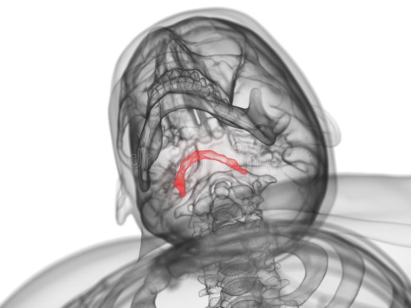 The hyoid bone stock illustration. Illustration of pain - 56651541