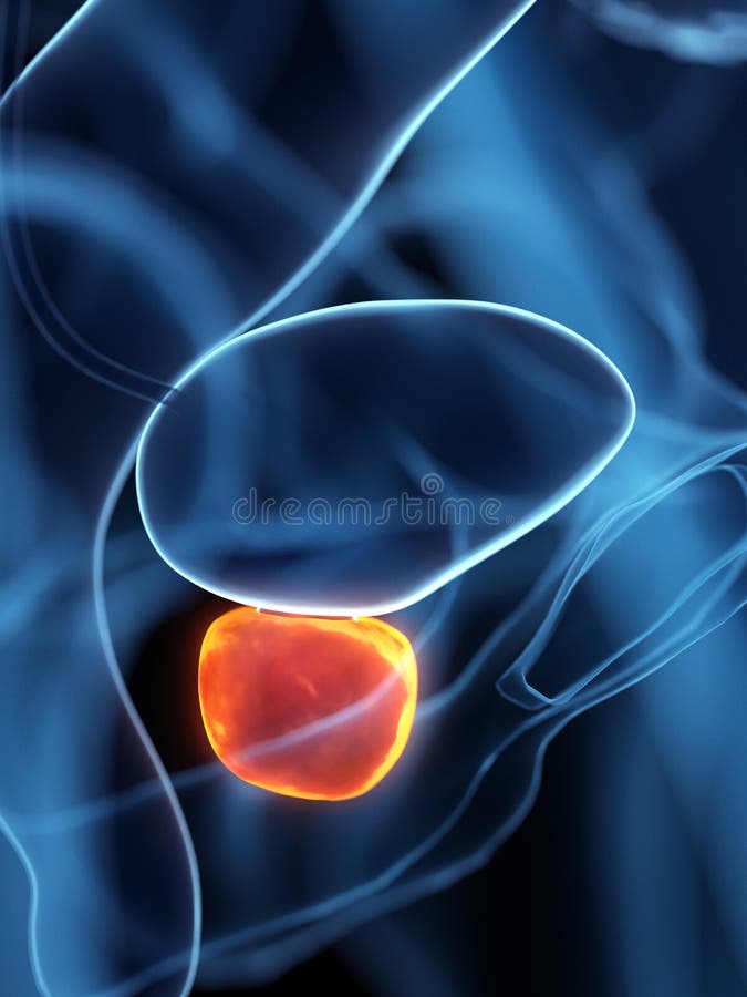 Prostate stock illustration. Illustration of painful, urinary - 8689541