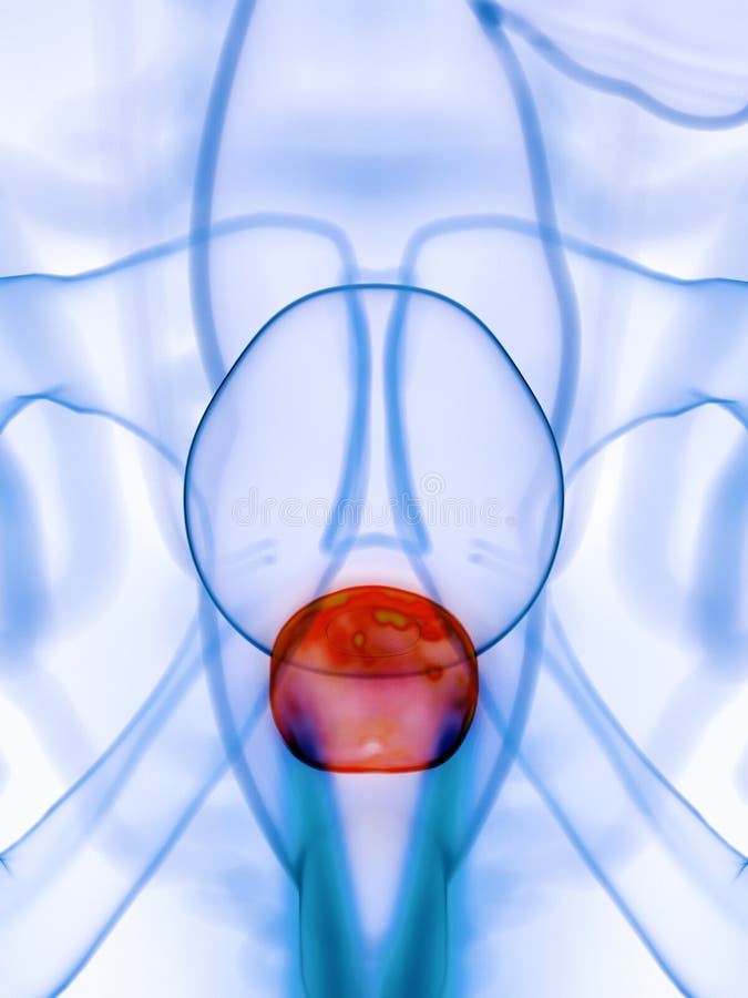 The prostate stock illustration. Illustration of organs - 155221752