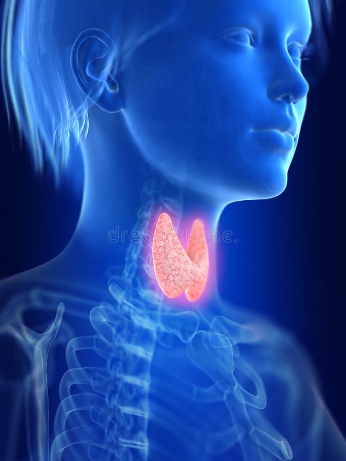 An inflamed thyroid gland stock illustration. Illustration of ...