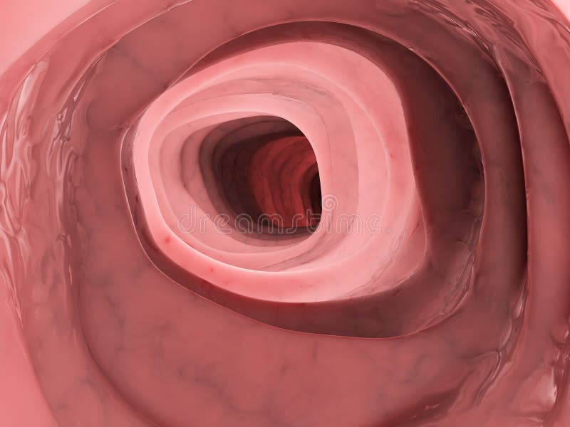 Human colon stock illustration. Illustration of biology - 2512665