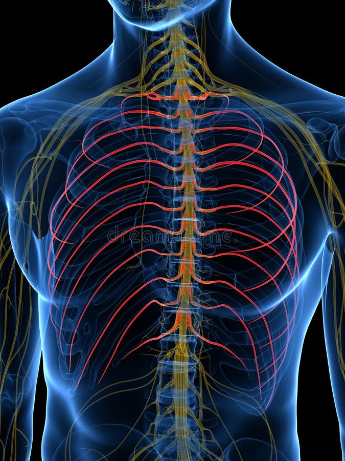 Intercostal nerves stock illustration. Illustration of male - 30724907