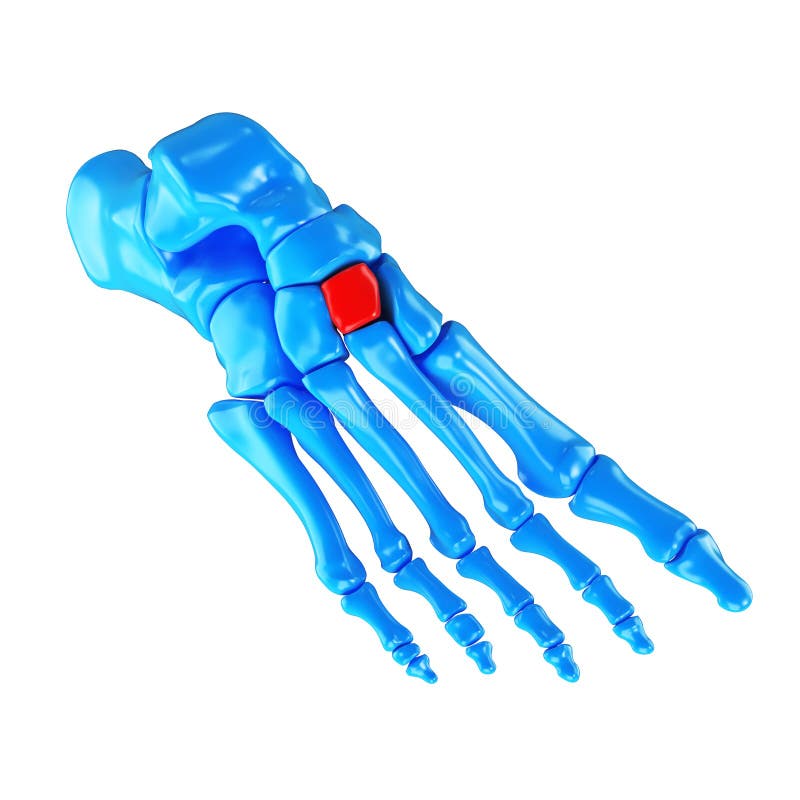 The Intermediate Cuneiform Bone Stock Illustration - Illustration of ...