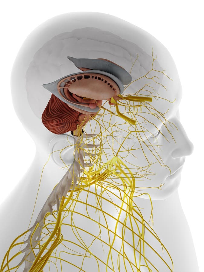 The internal brain anatomy stock illustration. Illustration of lateral ...