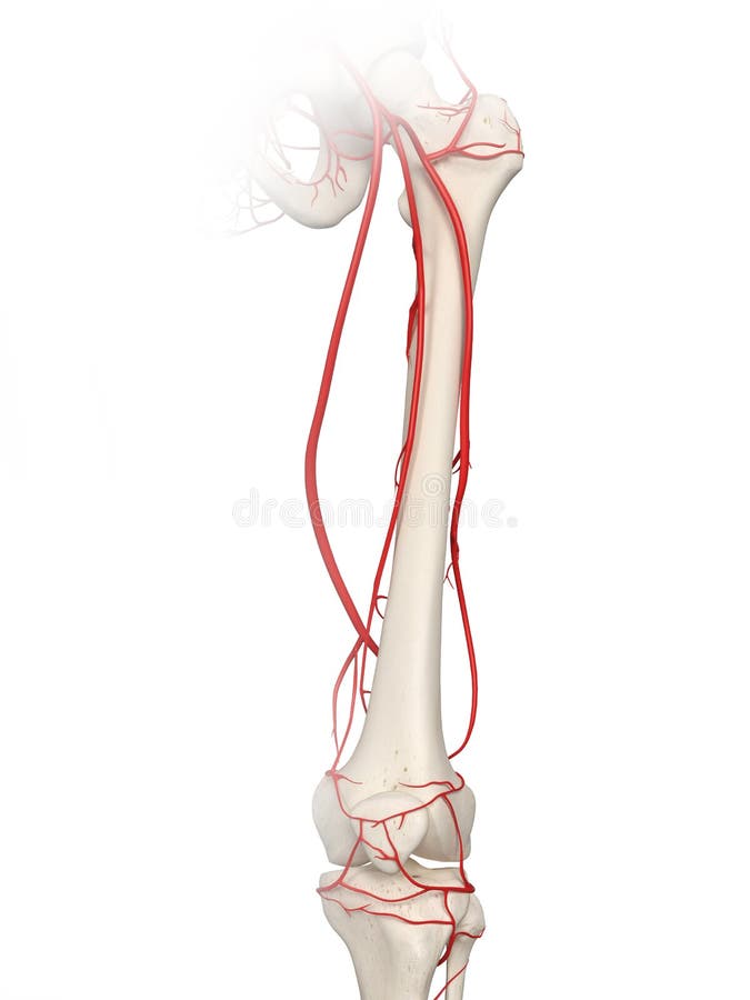 The leg arteries stock illustration. Illustration of graphic - 101196797