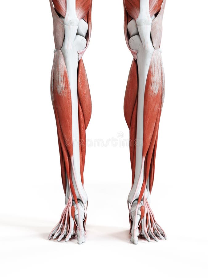 The leg muscles stock illustration. Illustration of human - 150941742