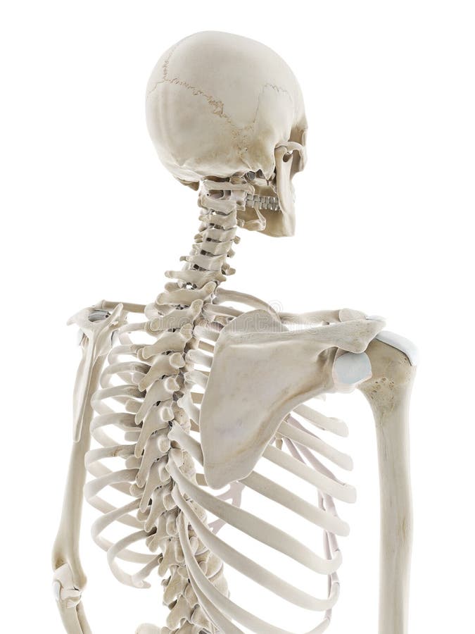 The Ligaments of the Upper Body Stock Illustration - Illustration of ...