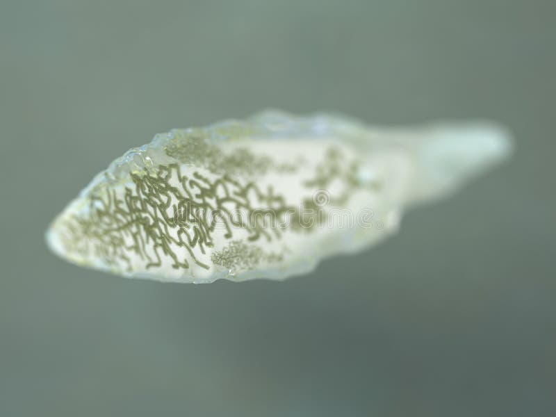 A liver fluke stock illustration. Illustration of microscopy - 134032737