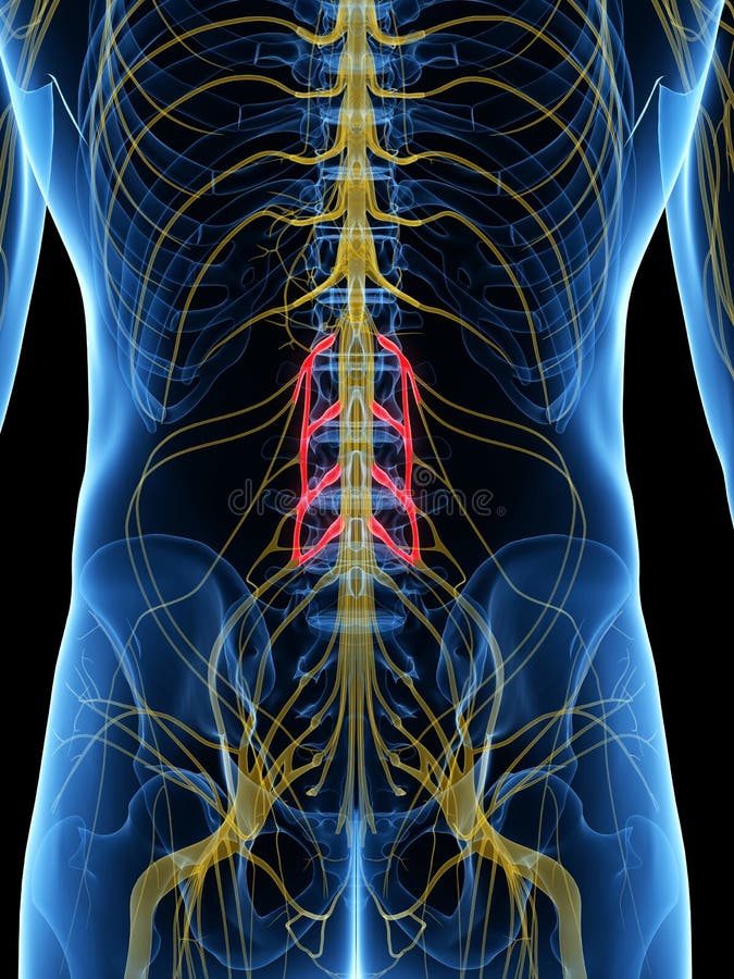 The lumbar plexus stock vector. Illustration of network - 26274711
