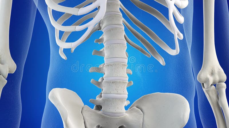Lumbar Spine L 2 Bone Anatomy for Medical Concept 3D Animation Stock ...