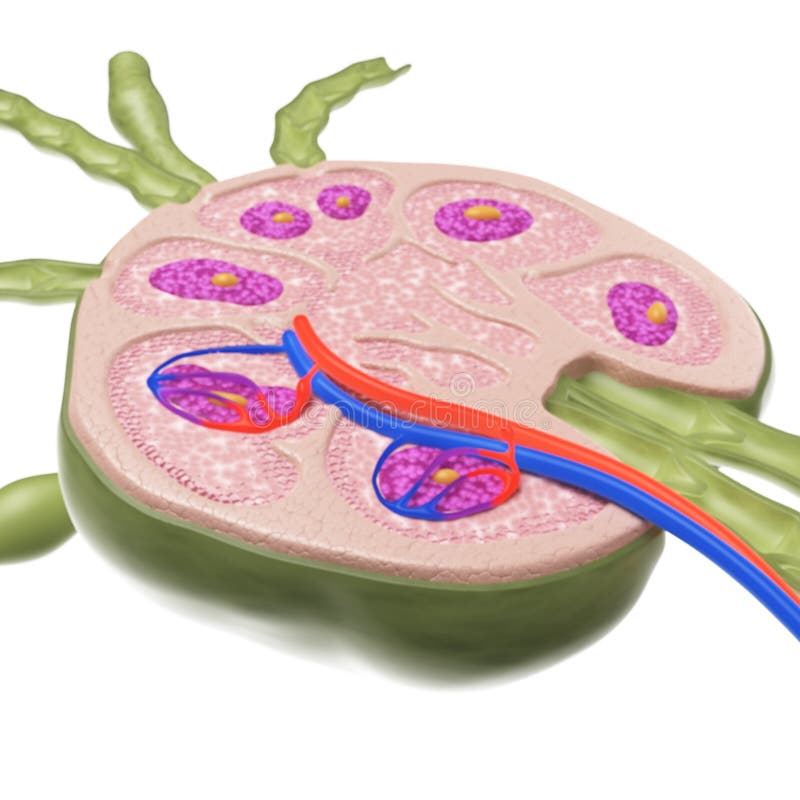 Lymph Node Anatomy Stock Vector Illustration Of Vascular 207782239