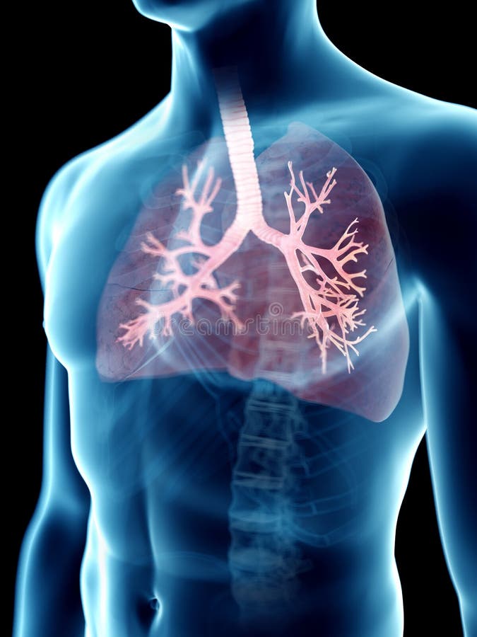 A mans bronchi stock illustration. Illustration of inside - 127856111