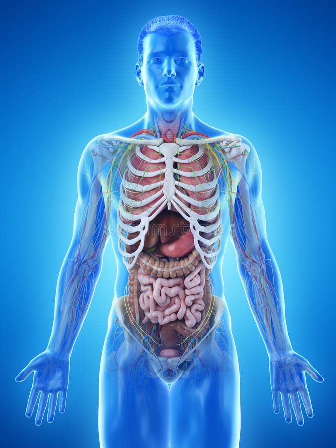 A mans internal organs stock illustration. Illustration of body - 144311526