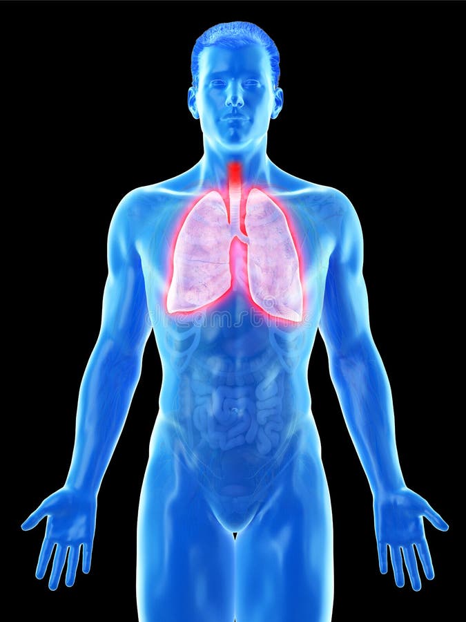A mans lung stock illustration. Illustration of bronchitis - 144310770