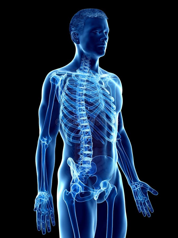 A mans skeleton stock illustration. Illustration of back - 144312924