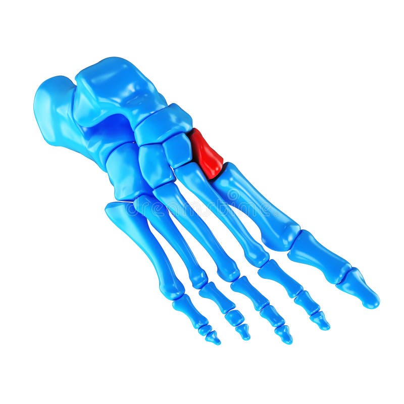The medial cuneiform bone stock illustration. Illustration of health ...