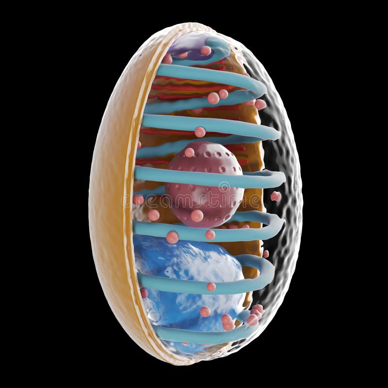 Microsporidiosis Stock Illustrations – 5 Microsporidiosis Stock ...