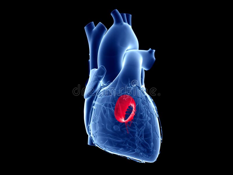 The mitral valve stock illustration. Illustration of mitral - 157581749