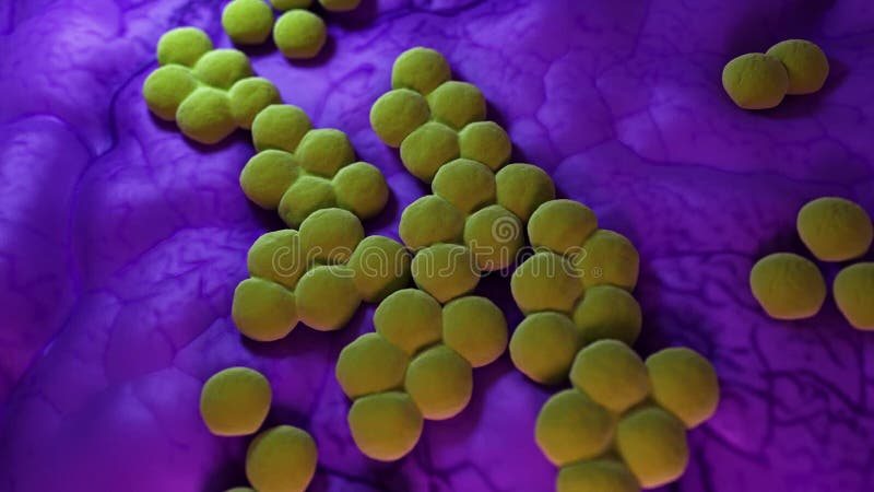 Bacteria Staphylococcus Aureus, 3D Animation Stock Video - Video of ...