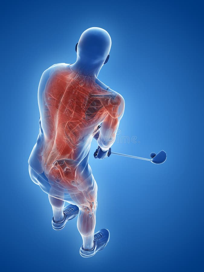 The Muscles of a Golf Player Stock Illustration - Illustration of body ...