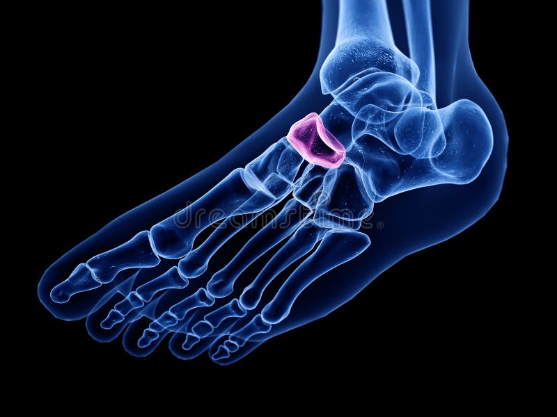Navicular Bone, 3D Model stock illustration. Illustration of body ...