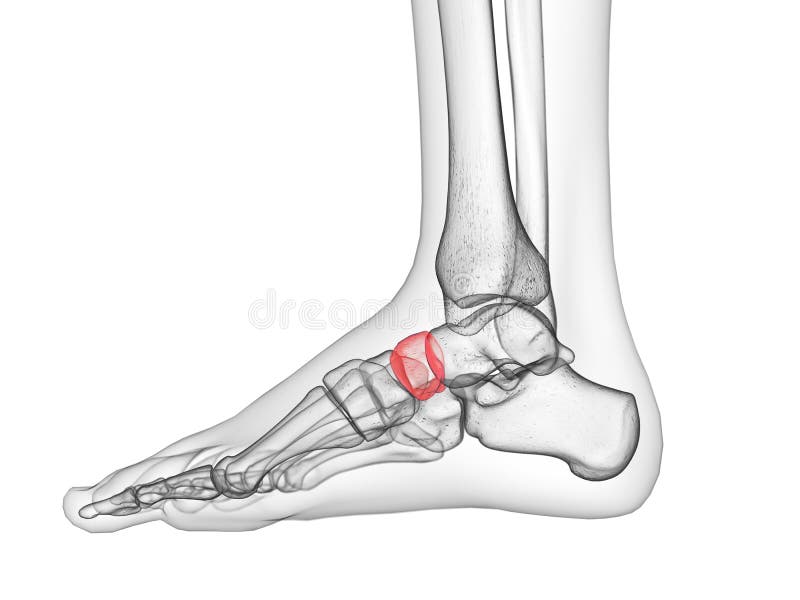 Navicular Bone, 3D Model stock illustration. Illustration of body ...
