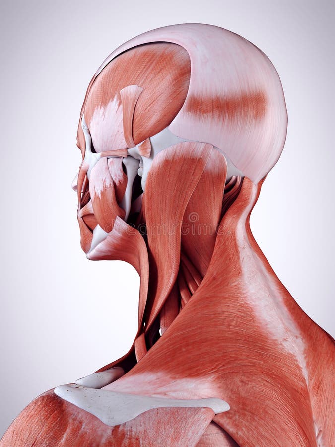 The neck muscles stock illustration. Illustration of muscular - 127828926