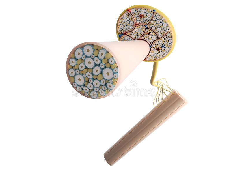 Human receptors stock image. Image of receptor, brain - 127855283