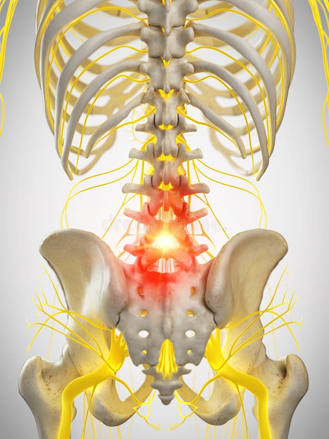 The nerves of the back stock illustration. Illustration of nerves ...